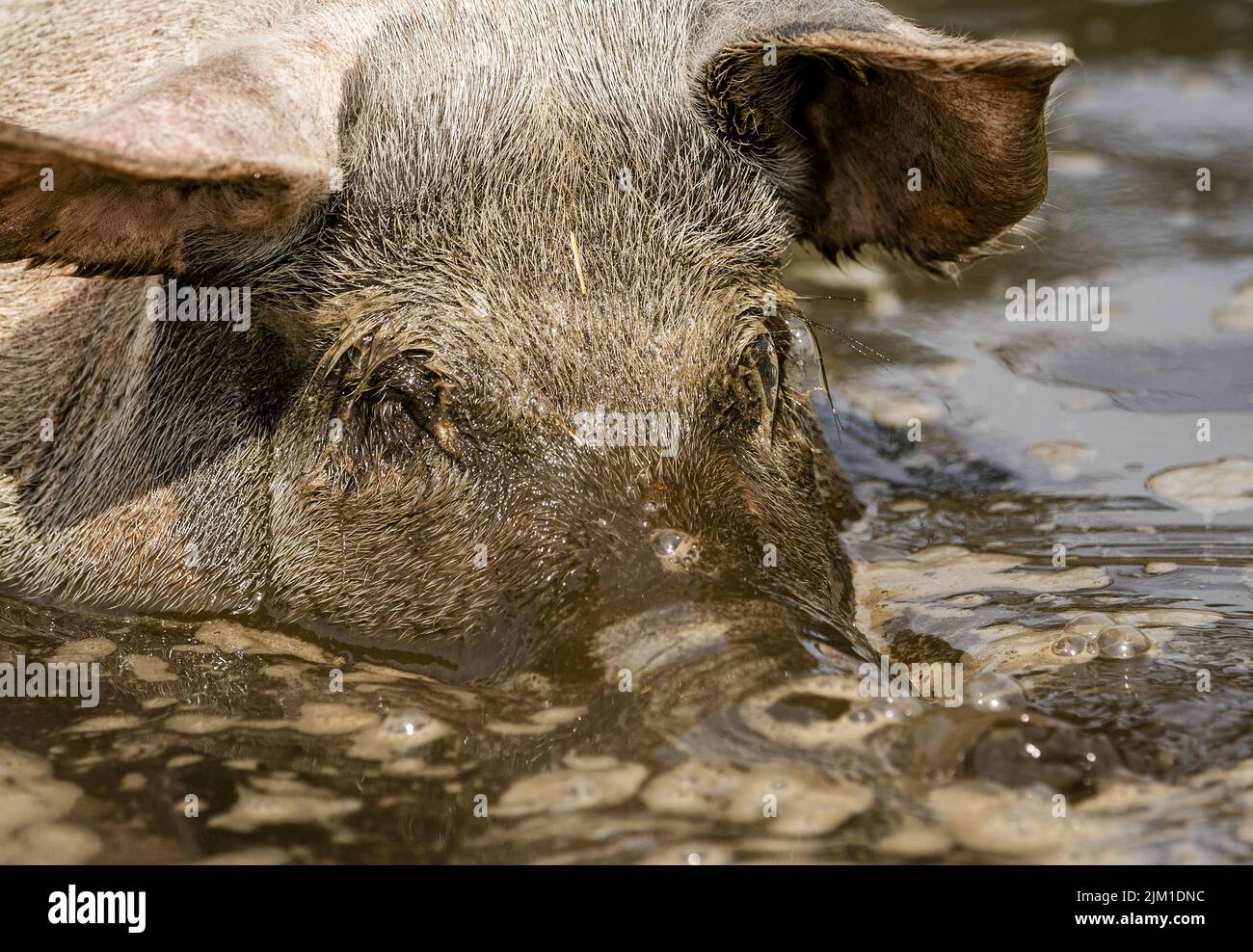 2022-08-04 11:14:52 HEINO - Pigs in the mud pool of farmer John Reimert ...