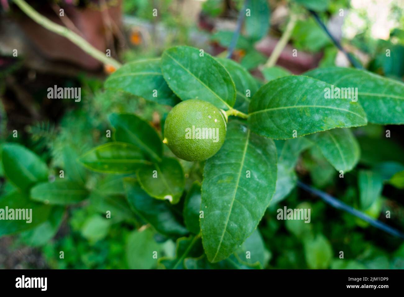 Djeruk limau commonly know as lime or lemon hanging on a tree in an ...