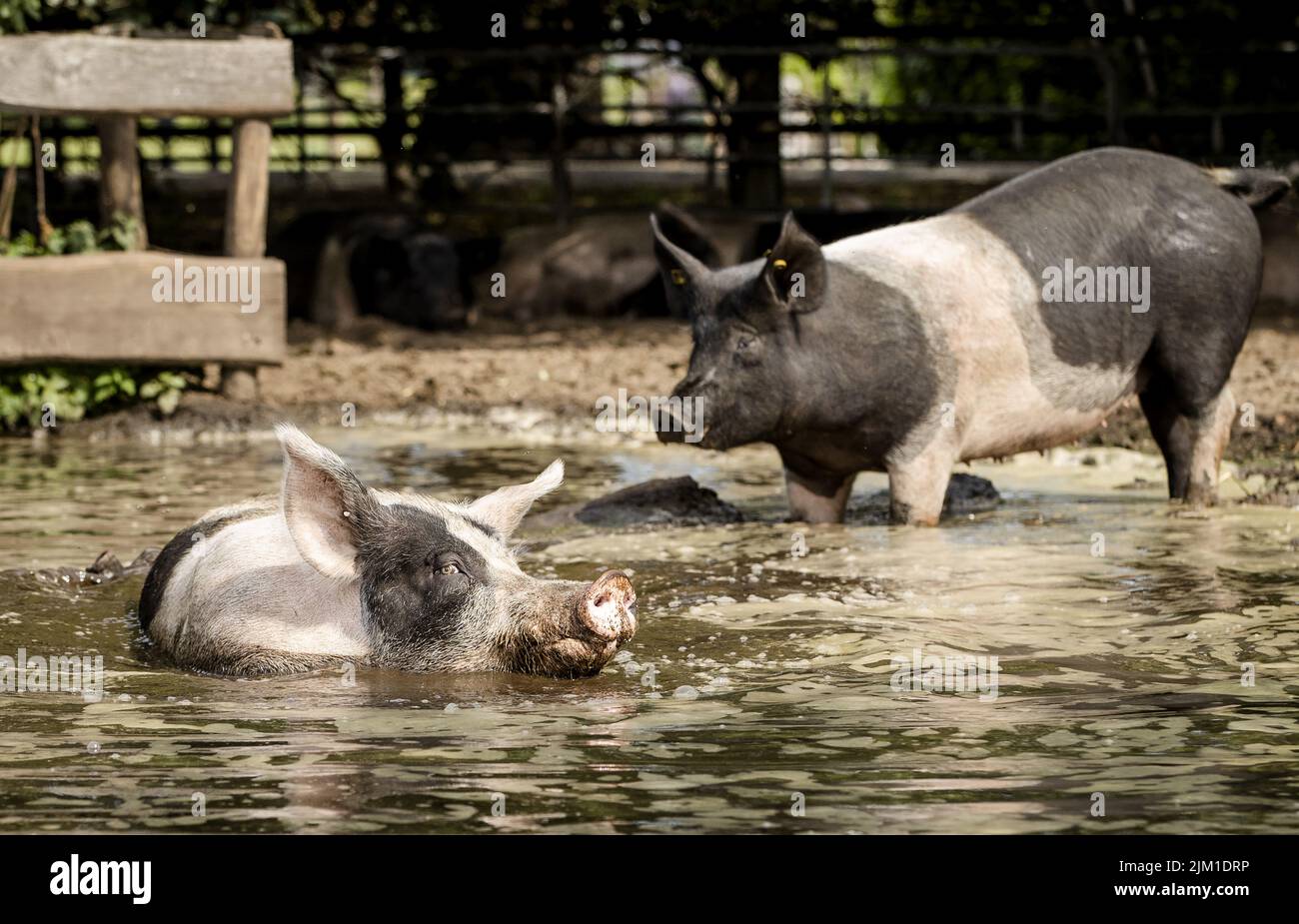 2022-08-04 11:06:51 HEINO - Pigs in the mud pool of farmer John Reimert ...