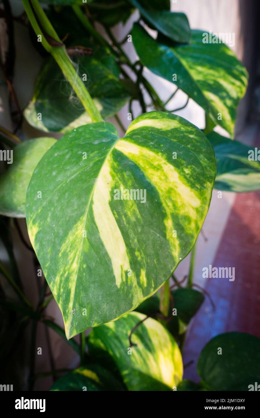 Devils ivy epipremnum aureum hi-res stock photography and images - Alamy