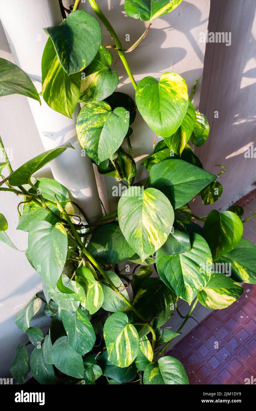 Devils ivy epipremnum aureum hi-res stock photography and images - Alamy