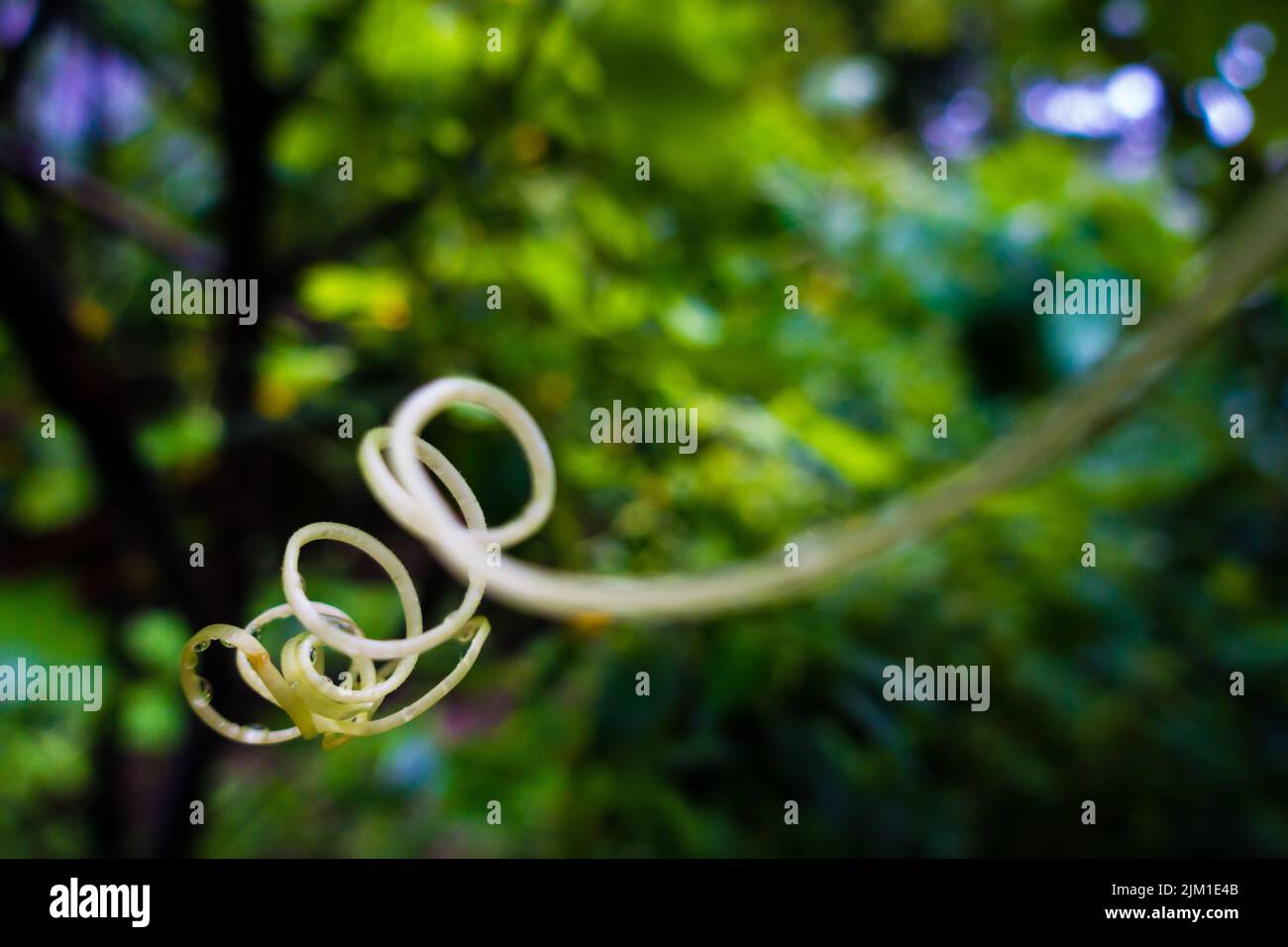 Vine, climbing plant tendrils isolated in an Indian garden with out of ...