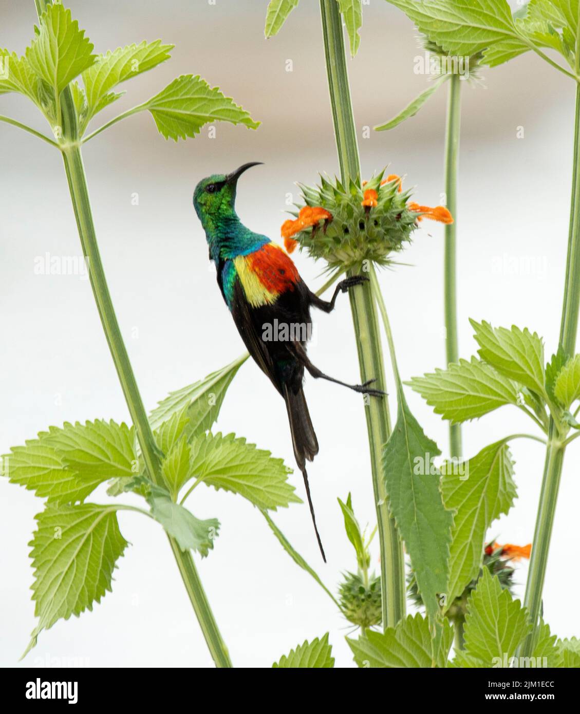 the Beautiful Sunbird male has a spectacular breeding season plumage. A ...