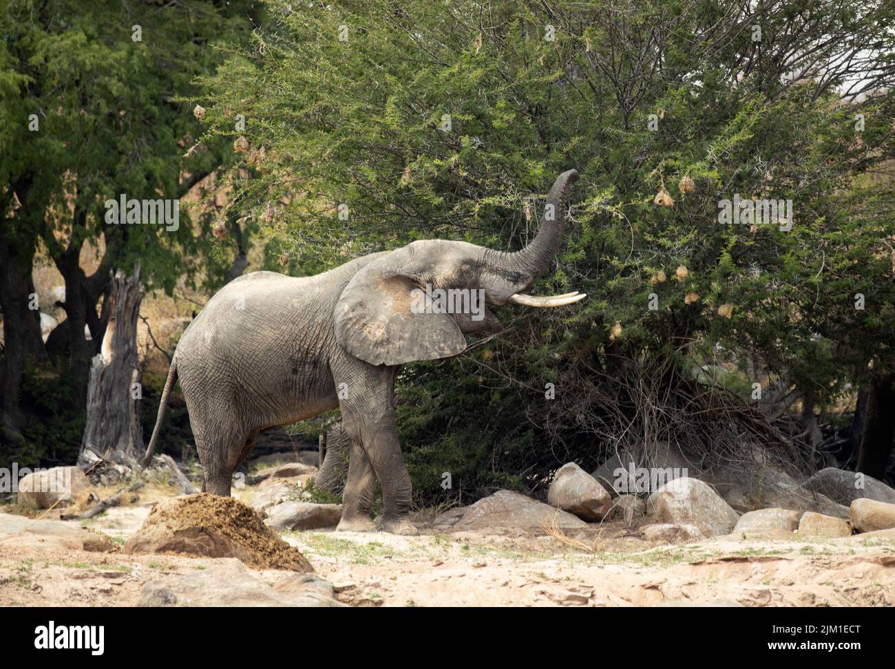 An Elephant bull browses on an acacia tree in the bed of the Great ...