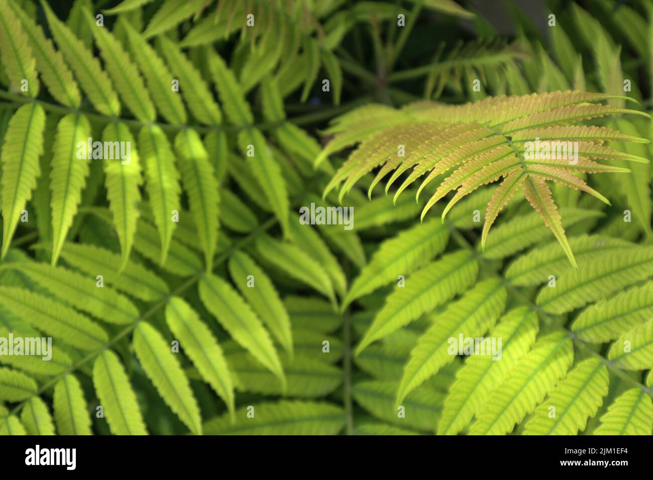 beautiful fern leaves. a fern bush. a green plant Stock Photo - Alamy