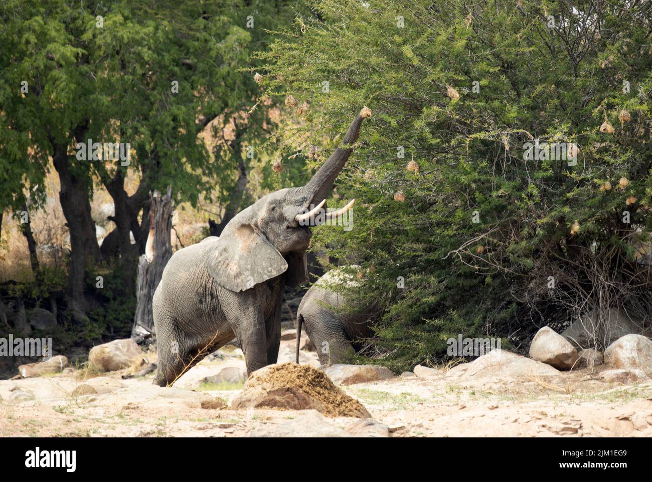 An Elephant bull browses on an acacia tree in the bed of the Great Ruaha River. As the season ...