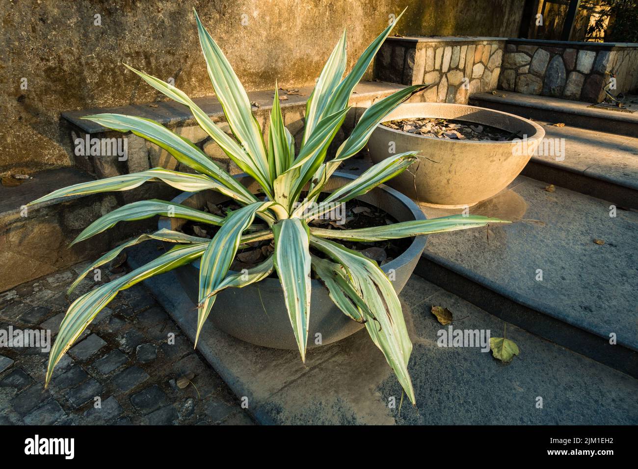 Mauritius hemp, Furcraea foetida plant growing in a big decorative ...