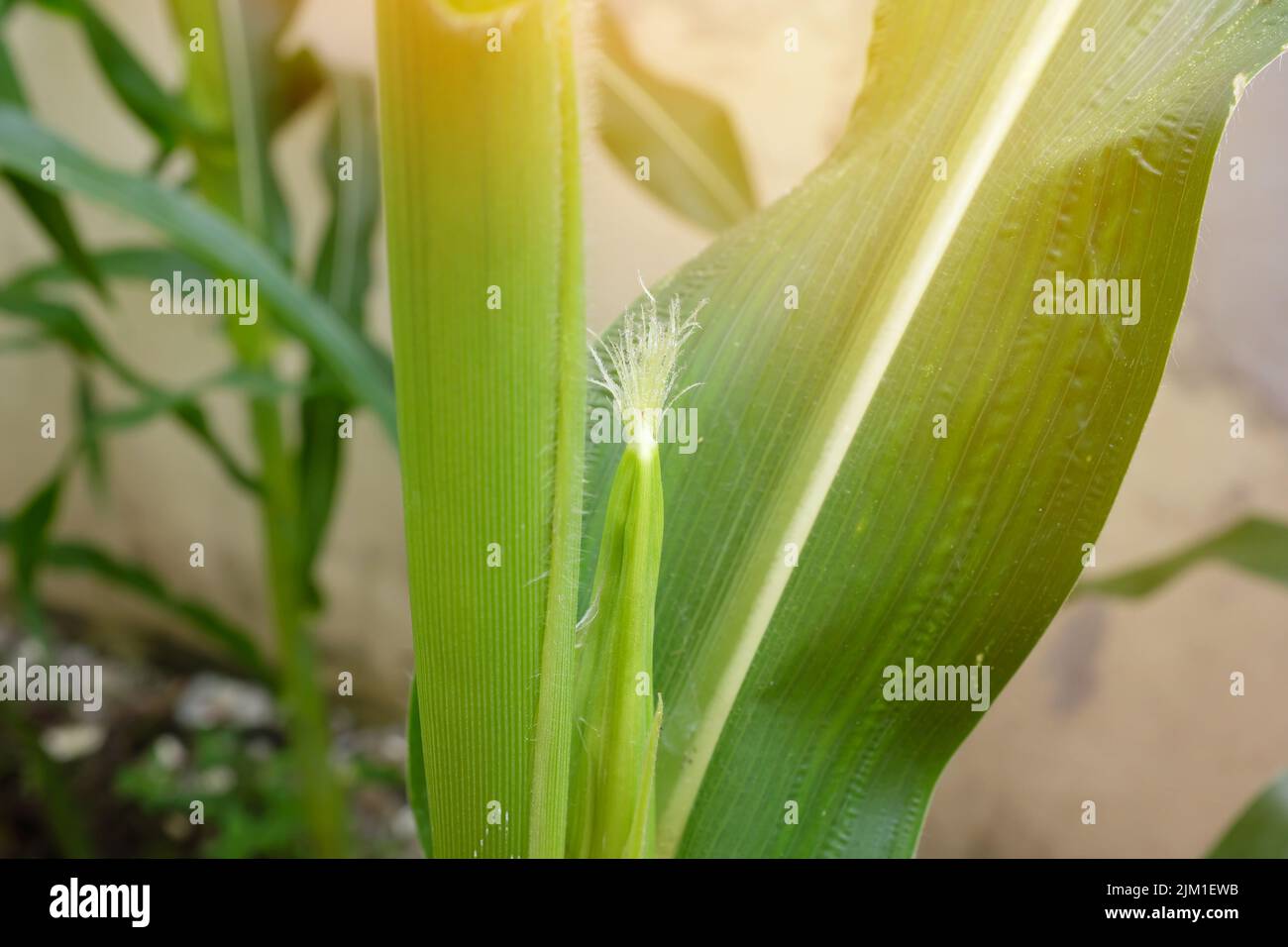 Selective focus of newly emerging corn silk. Silk emergence on corn ...