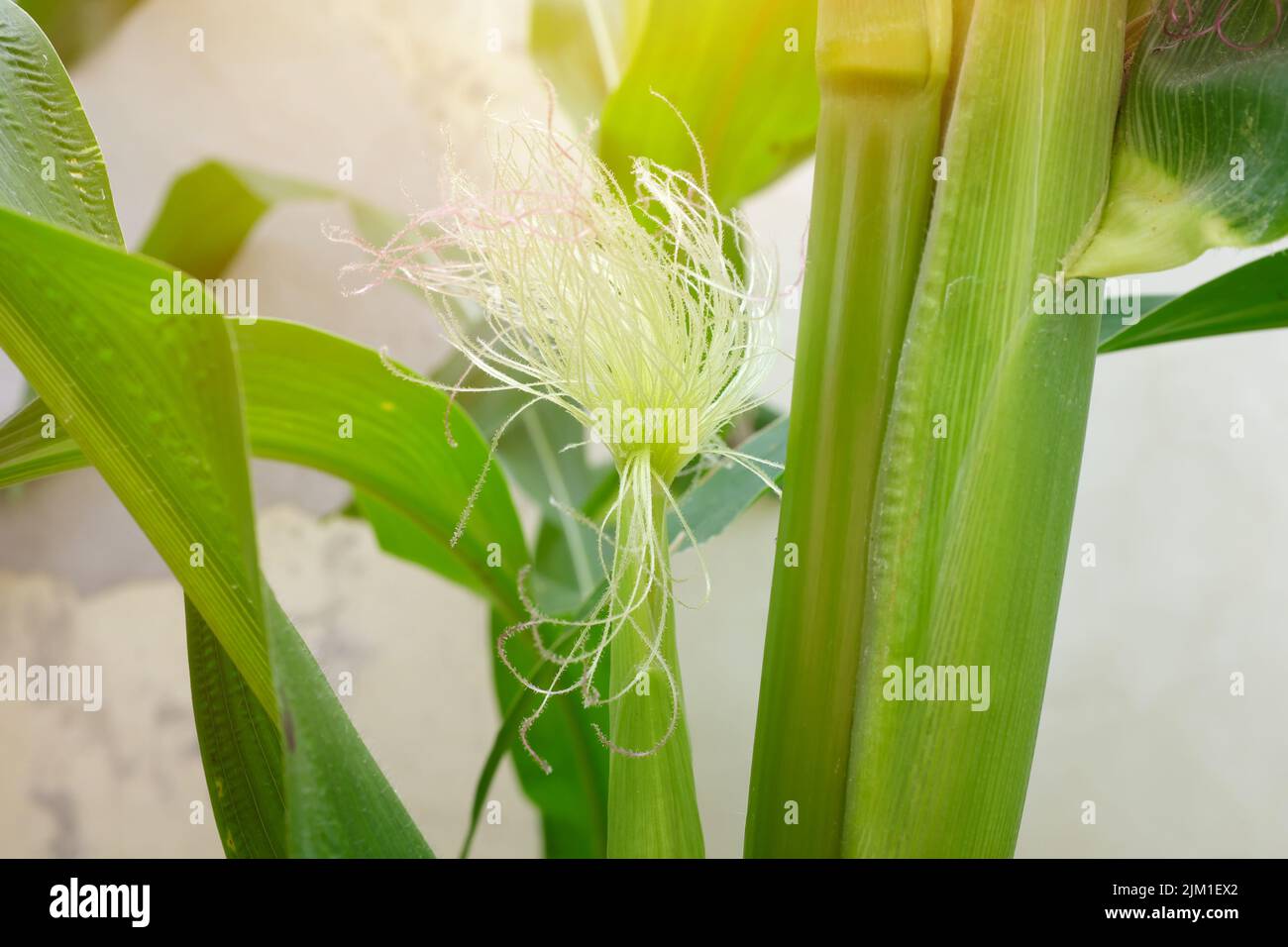 Selective focus of newly emerging corn silk. Silk emergence on corn ...