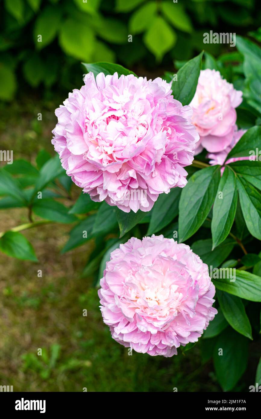 Beautiful double pink peony flowers in the garden Stock Photo - Alamy