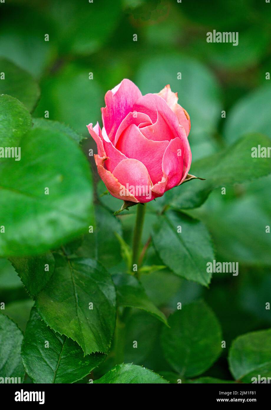 Beautiful pink rose bud in the garden Stock Photo - Alamy