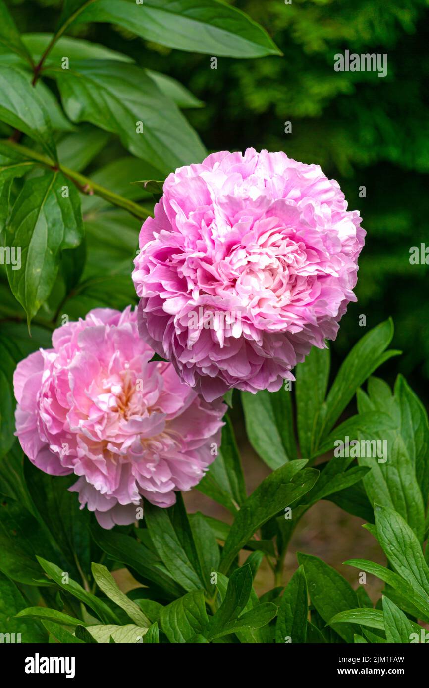Beautiful double pink peony flowers in the garden Stock Photo - Alamy