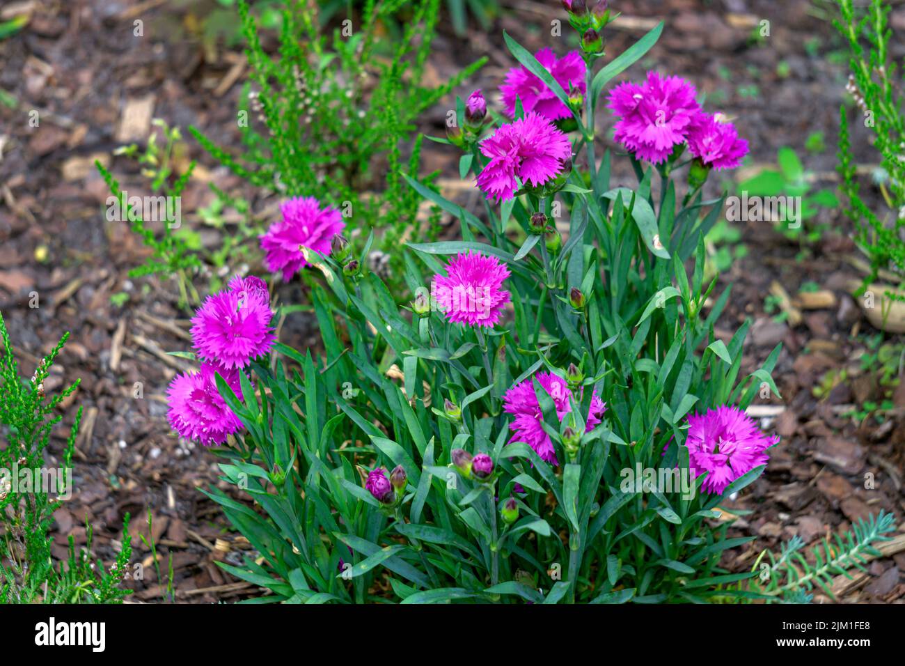 Wild carnations hi-res stock photography and images - Alamy