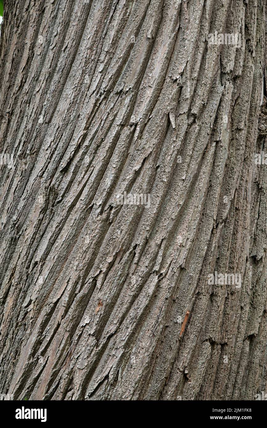 Sweet Chestnut (Castanea sativa) Detail of bark. Surrey, UK Stock Photo ...