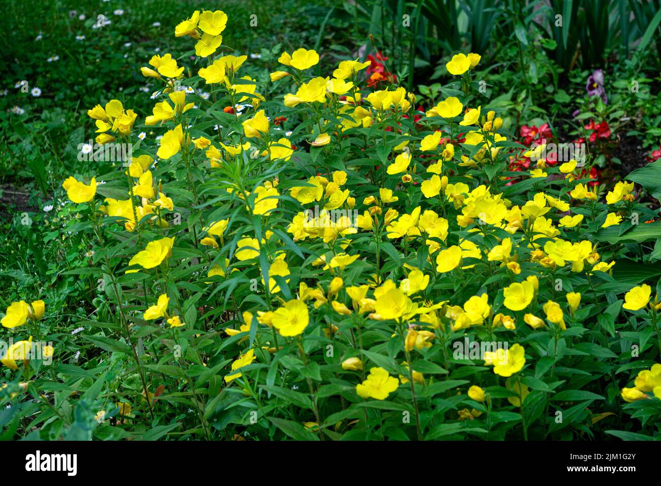 Blooming yellow evening primrose flowers in the garden Stock Photo - Alamy