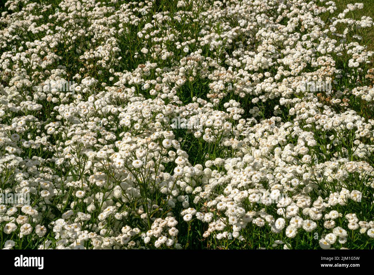 Blooming white decorative flowers similar to daisies Stock Photo - Alamy