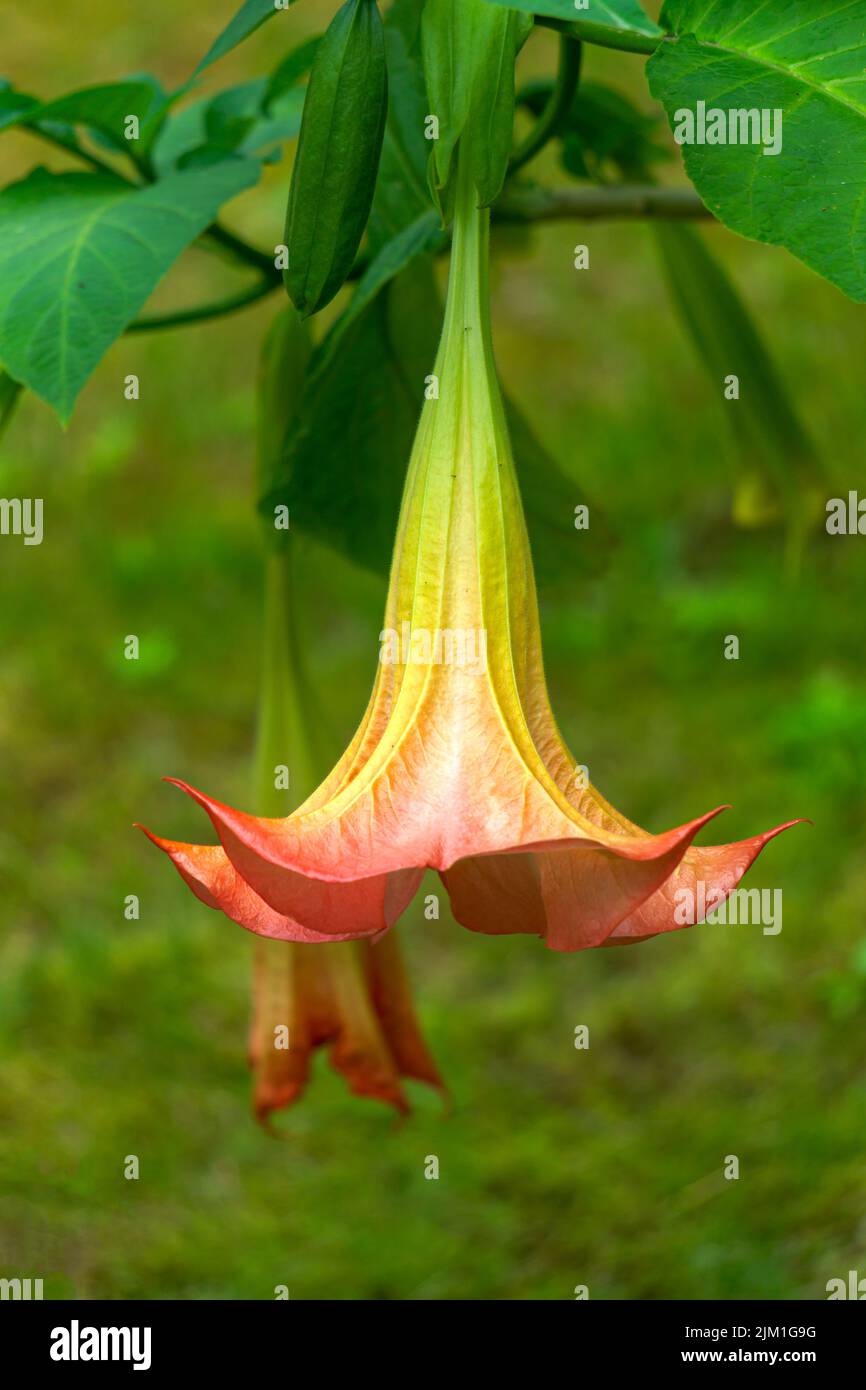 Bud of pink Datura Datura in the garden Stock Photo - Alamy