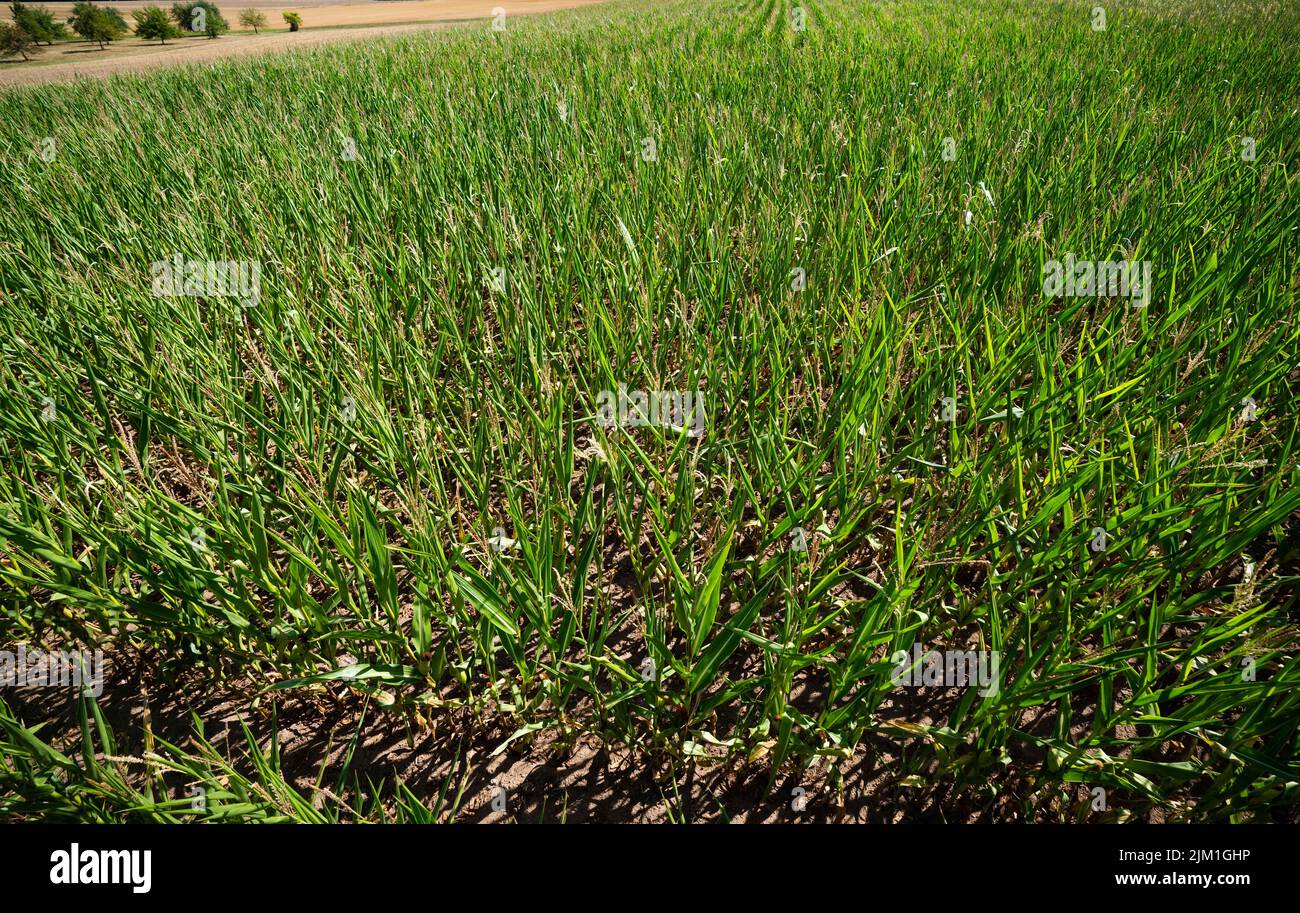 Ebing, Germany. 04th Aug, 2022. The sun shines on a cornfield. The ...