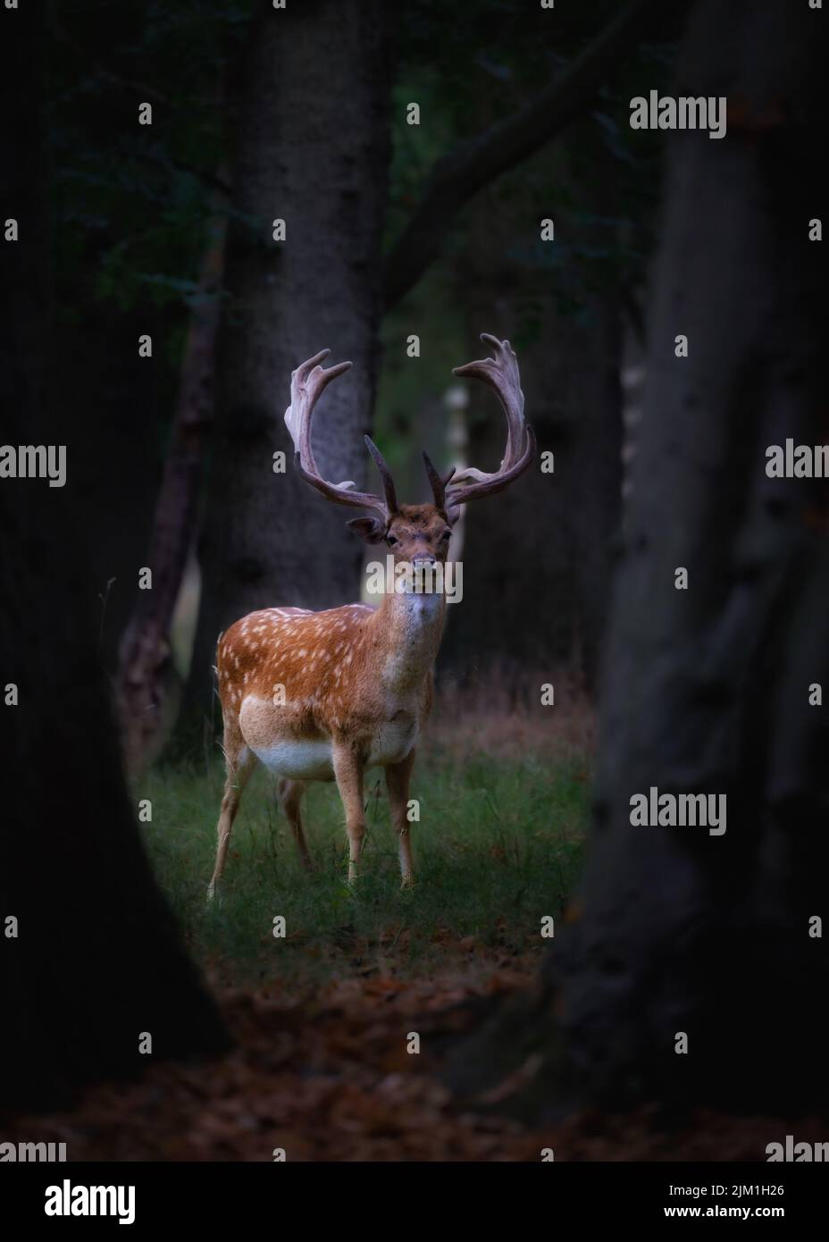 Palmate antlers hi-res stock photography and images - Alamy