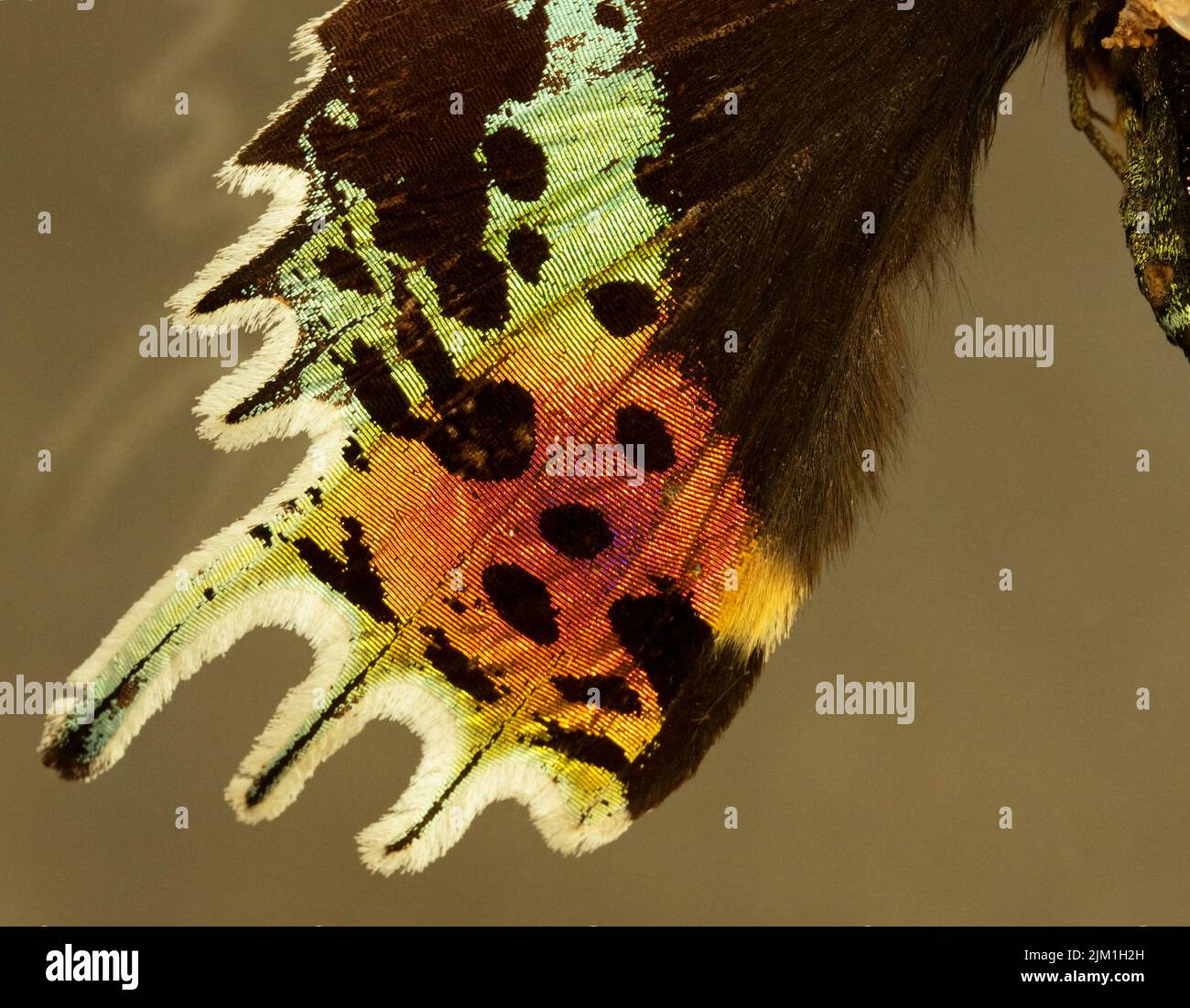 The beautiful iridescent colours on the underwing of a Madagascan ...