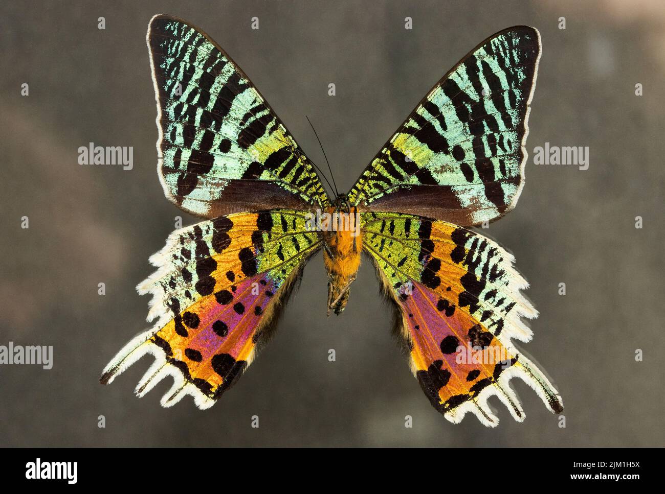 regarded by many as the most beautiful if the Lepidoptera, the ...