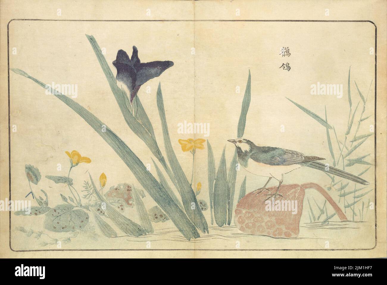 Illustration from "Pictures of Imported Birds". Museum: PRIVATE ...