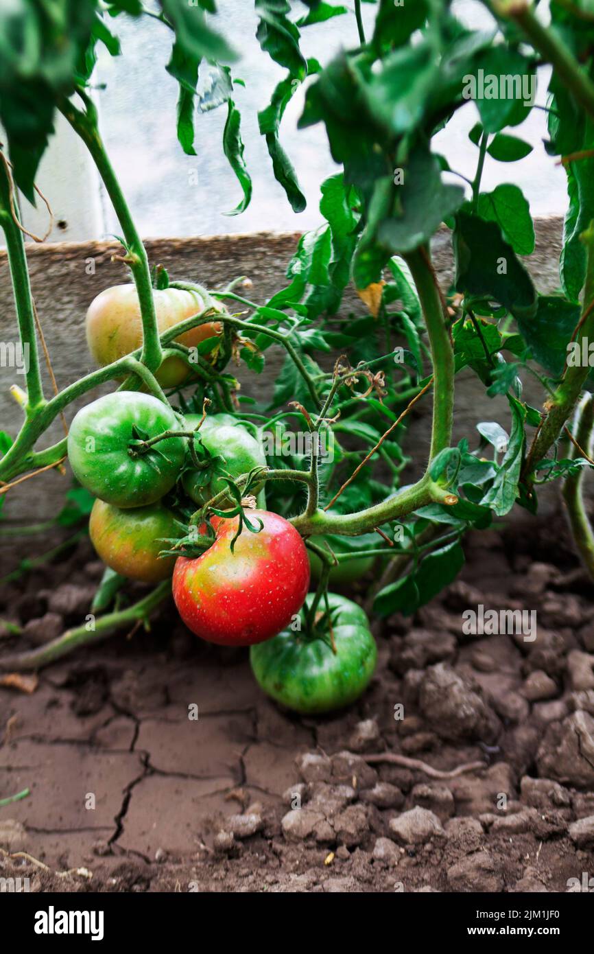 Tomato bushes with ripening tomatoes in a home greenhouse Stock Photo ...