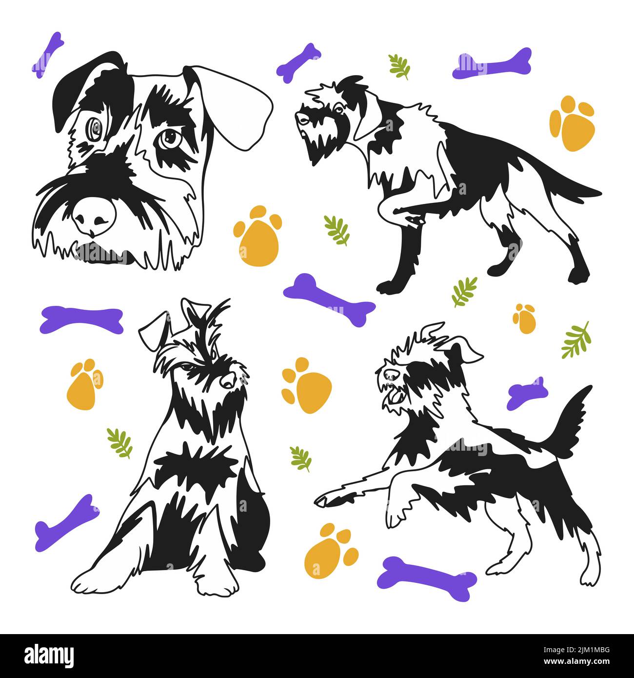 Schnauzer breed dog set, funny puppies in different poses, portrait ...