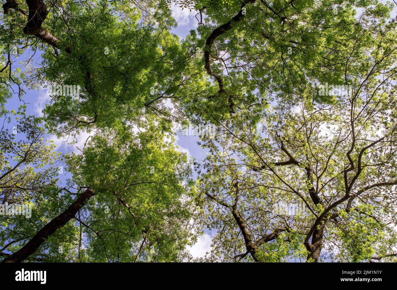 Looking up at tall trees hi-res stock photography and images - Alamy