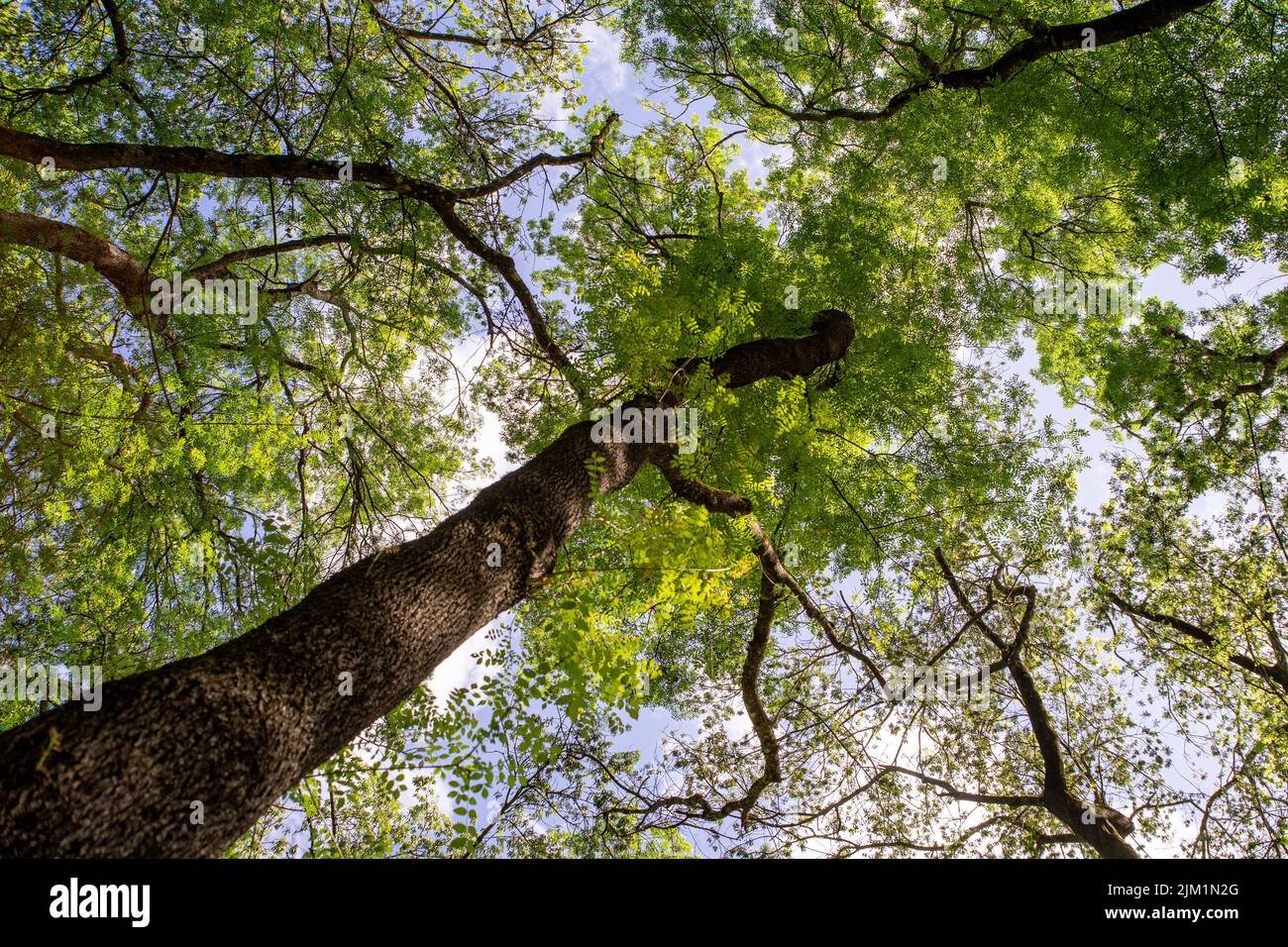 Looking up at tall tree hi-res stock photography and images - Alamy