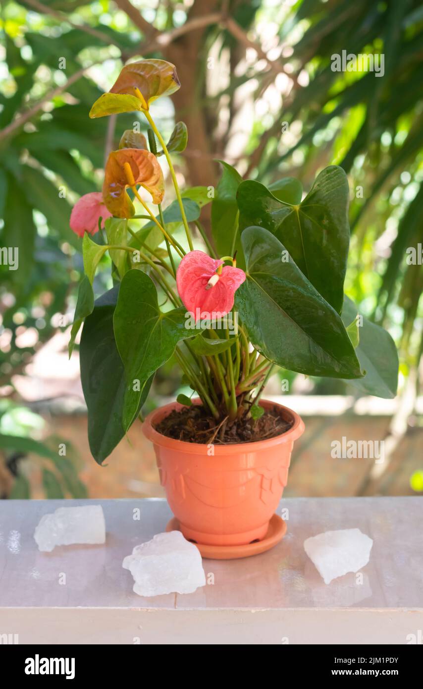Anthurium potted plant hi-res stock photography and images - Alamy