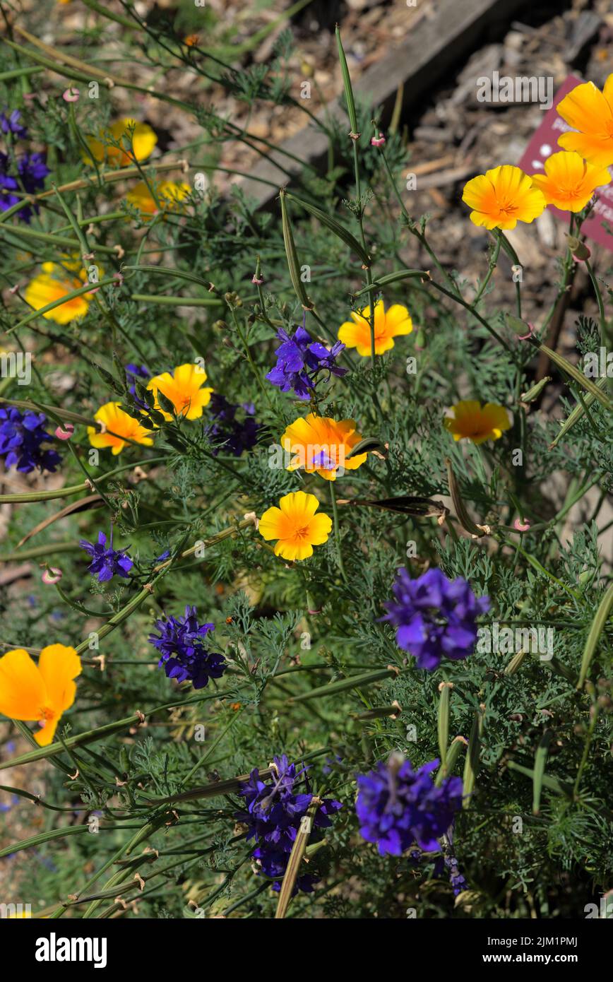 Mix of spring meadow flowers close-up Stock Photo - Alamy