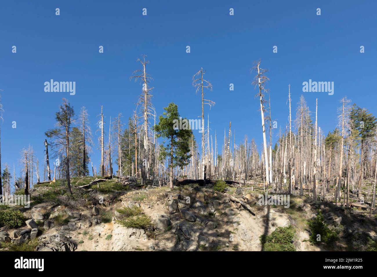 Trees in yosemite national hi-res stock photography and images - Alamy