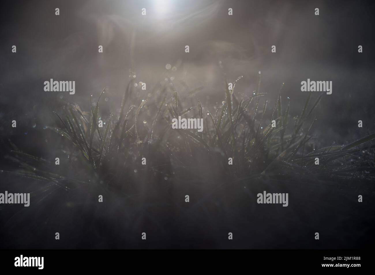 Macro dew on grass in morning mist Stock Photo - Alamy