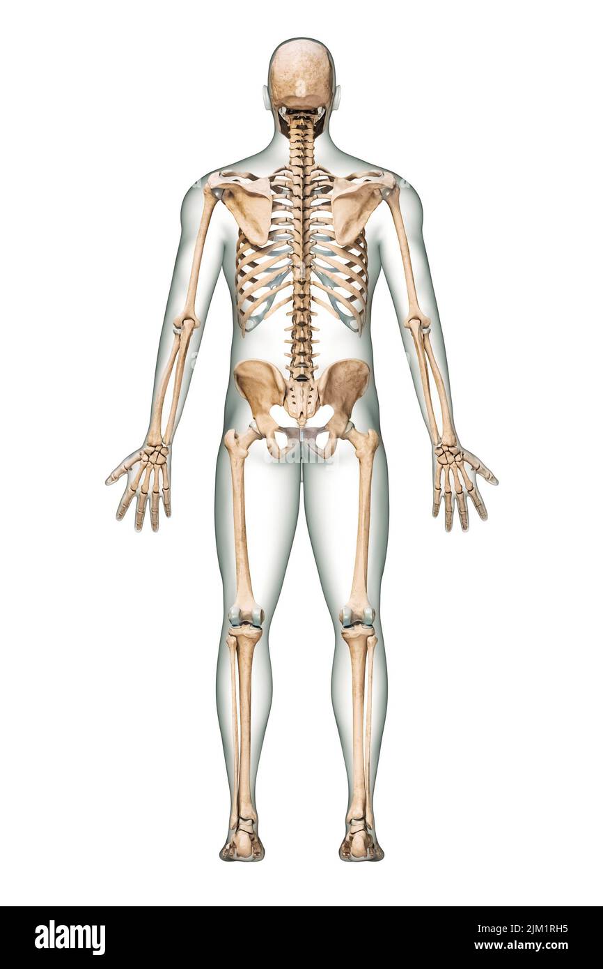 Human skeleton back hi-res stock photography and images - Alamy