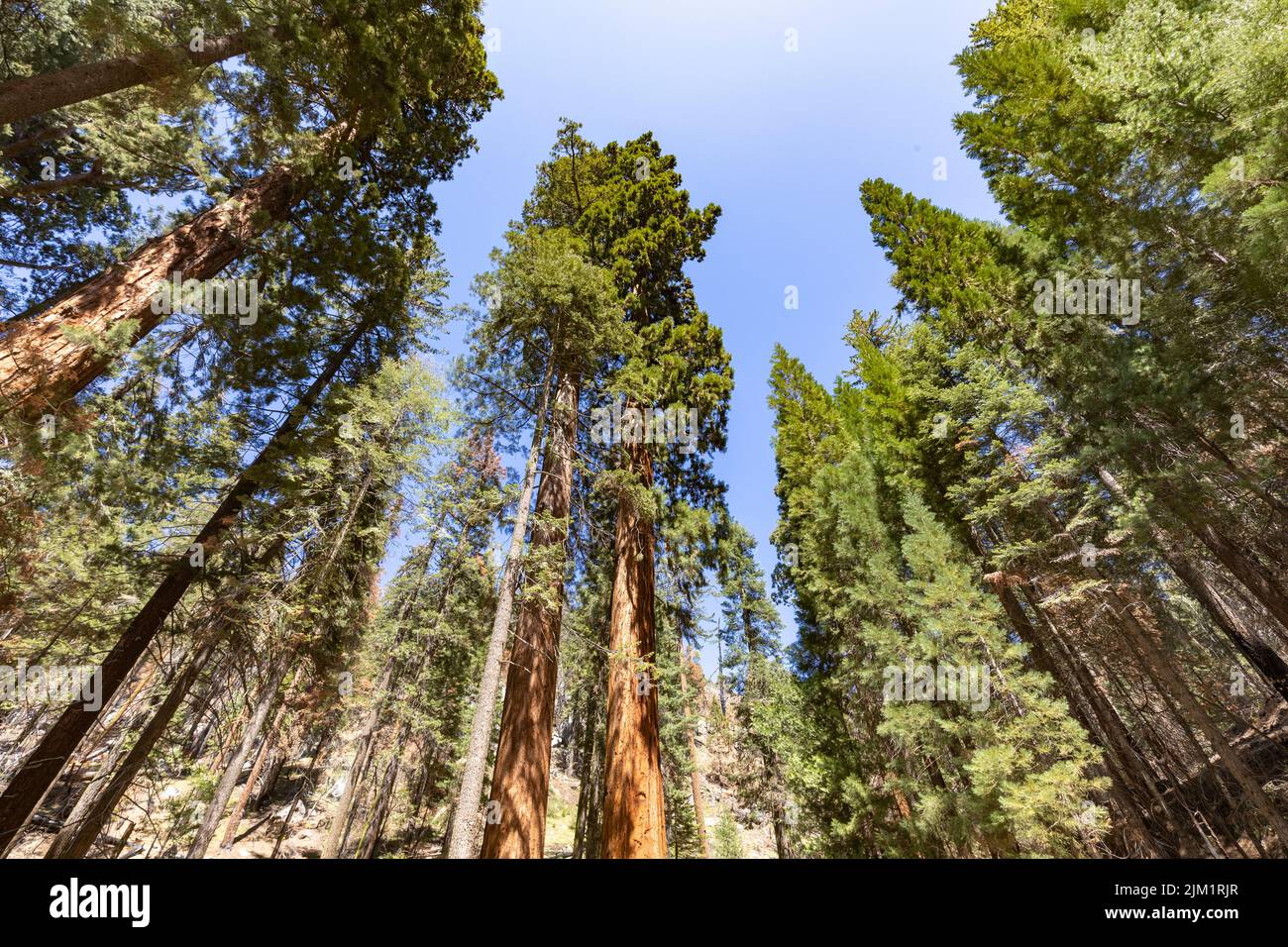 old huge sequoia trees in the sequoia tree national park in Californien ...