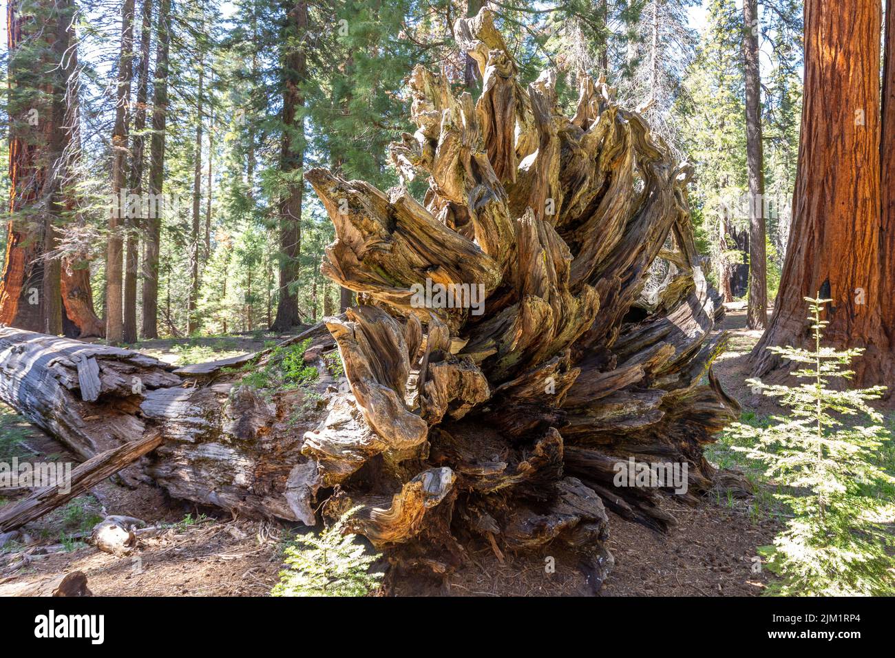 Huge roots giant sequoia hi-res stock photography and images - Alamy