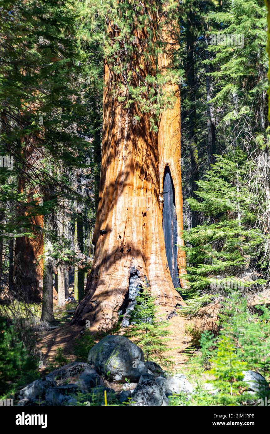 huge sequoia trees at the place called meadow in Sequoia tree national ...