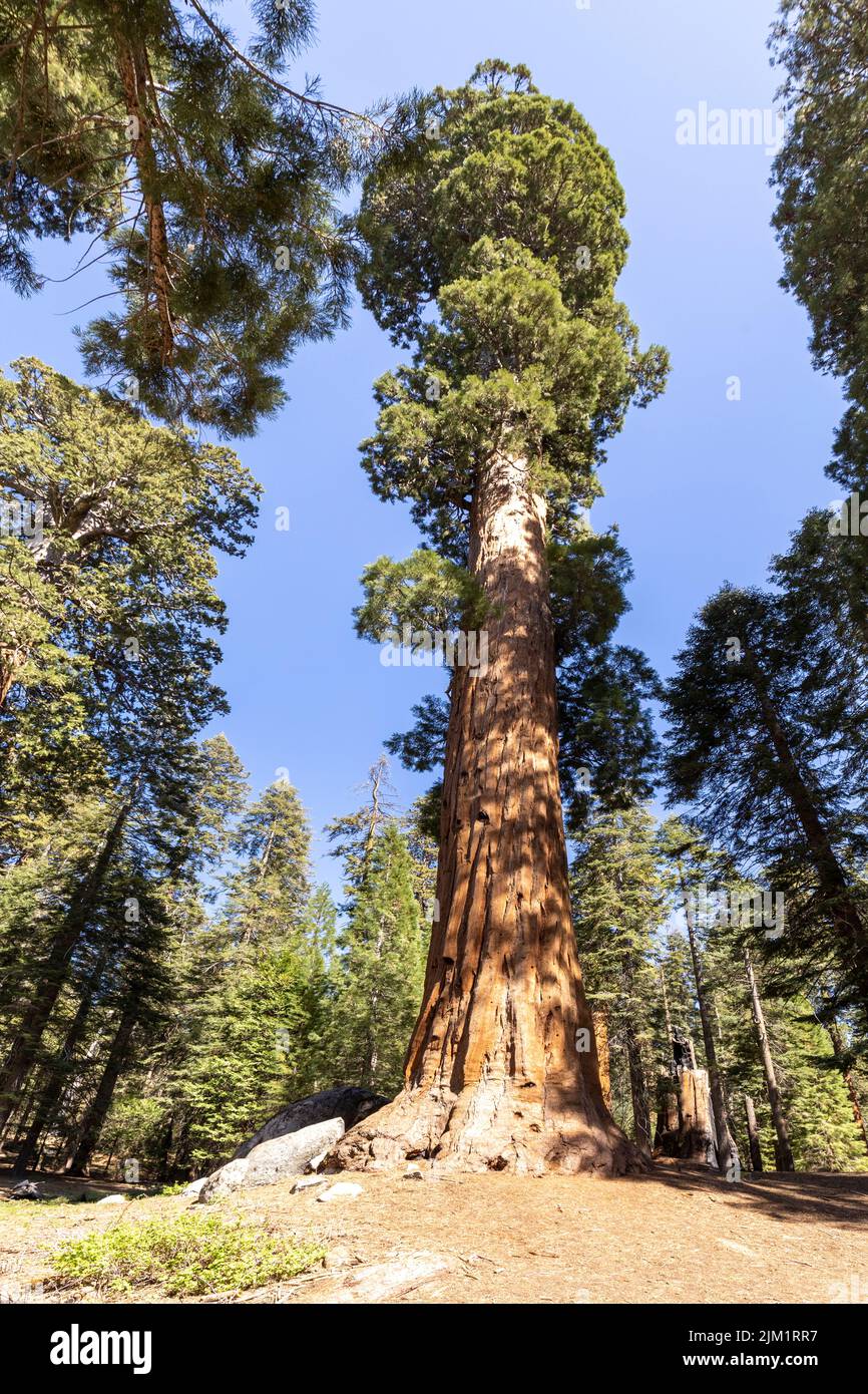 old huge sequoia trees in the sequoia tree national park in Californien ...