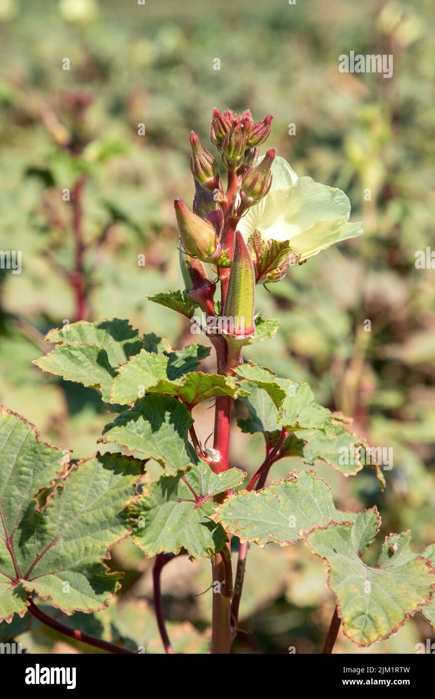 Ocra hi-res stock photography and images - Alamy