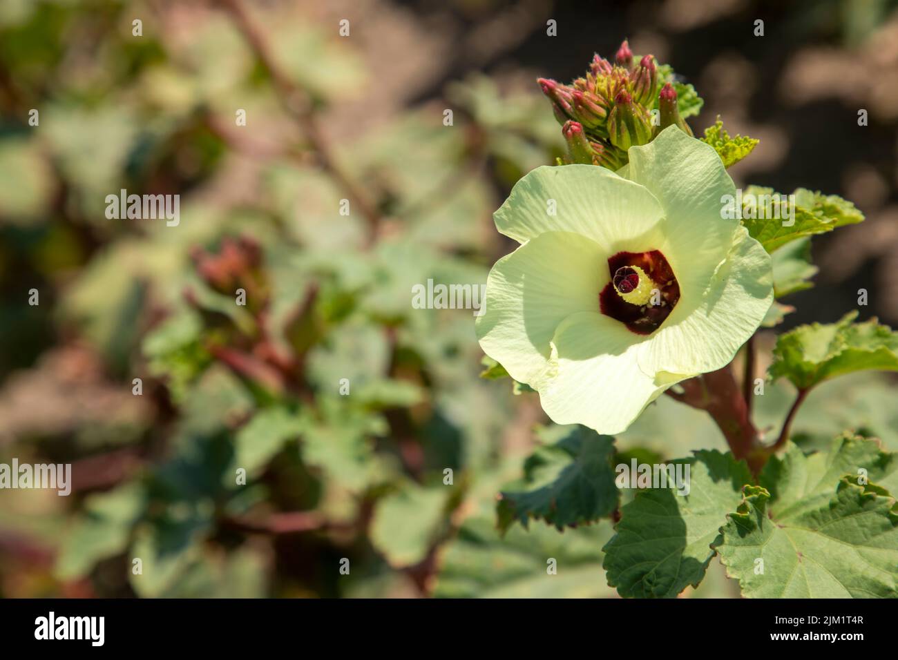Ocra hi-res stock photography and images - Alamy