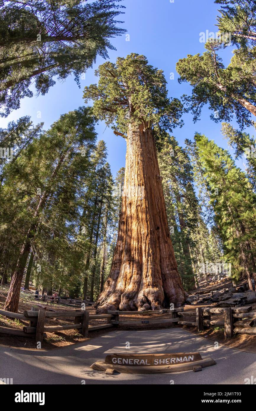 huge general sherman sequoia tree in Sequoia tree national park, USA ...