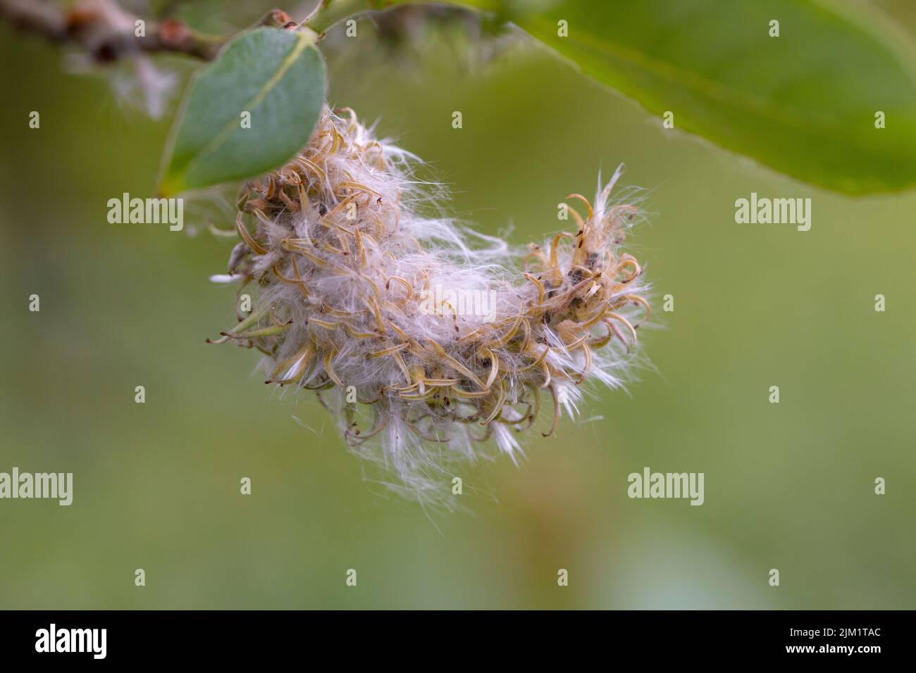 Fruit of Salix caprea Stock Photo - Alamy