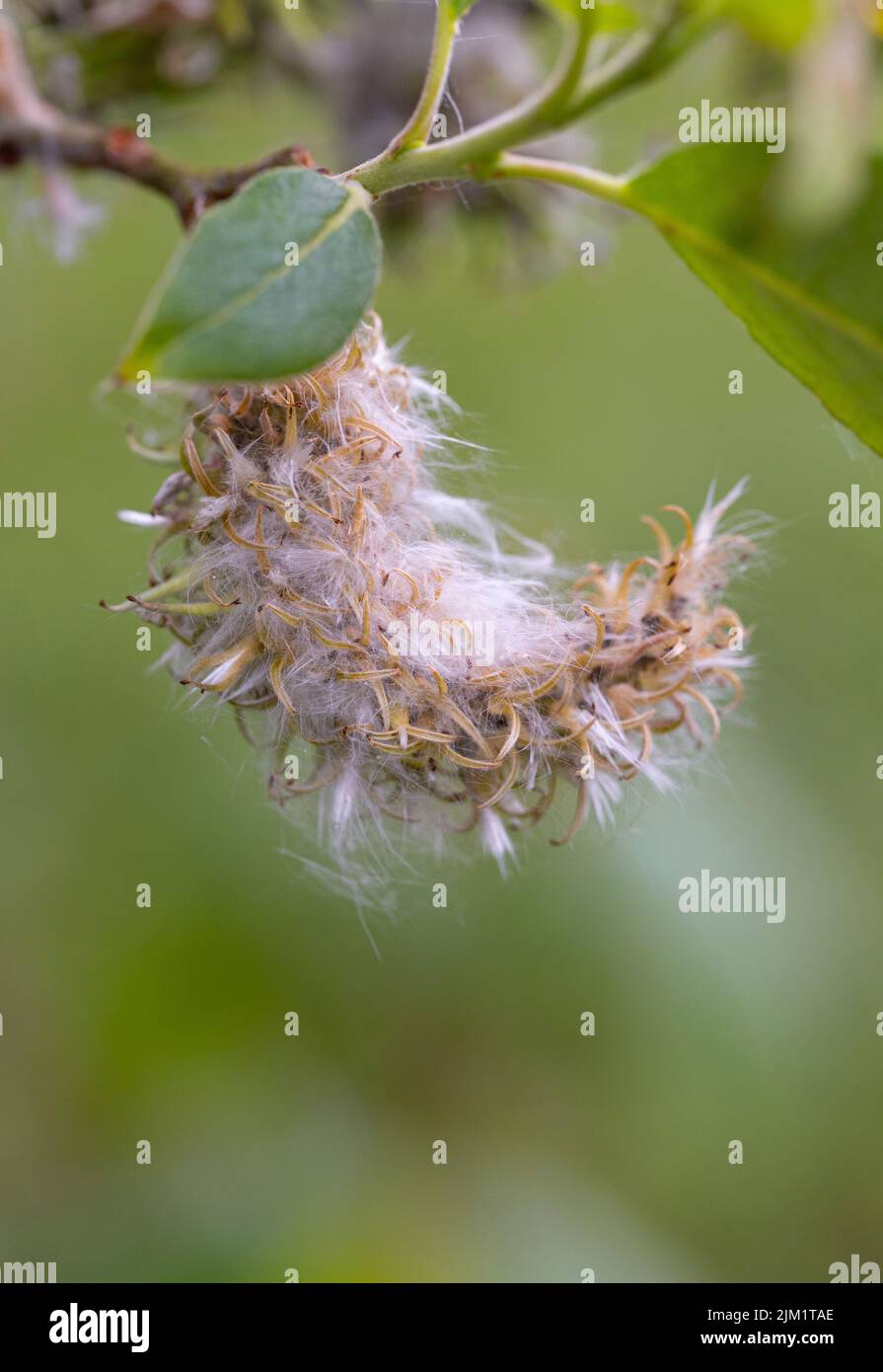 Fruit of Salix caprea Stock Photo - Alamy