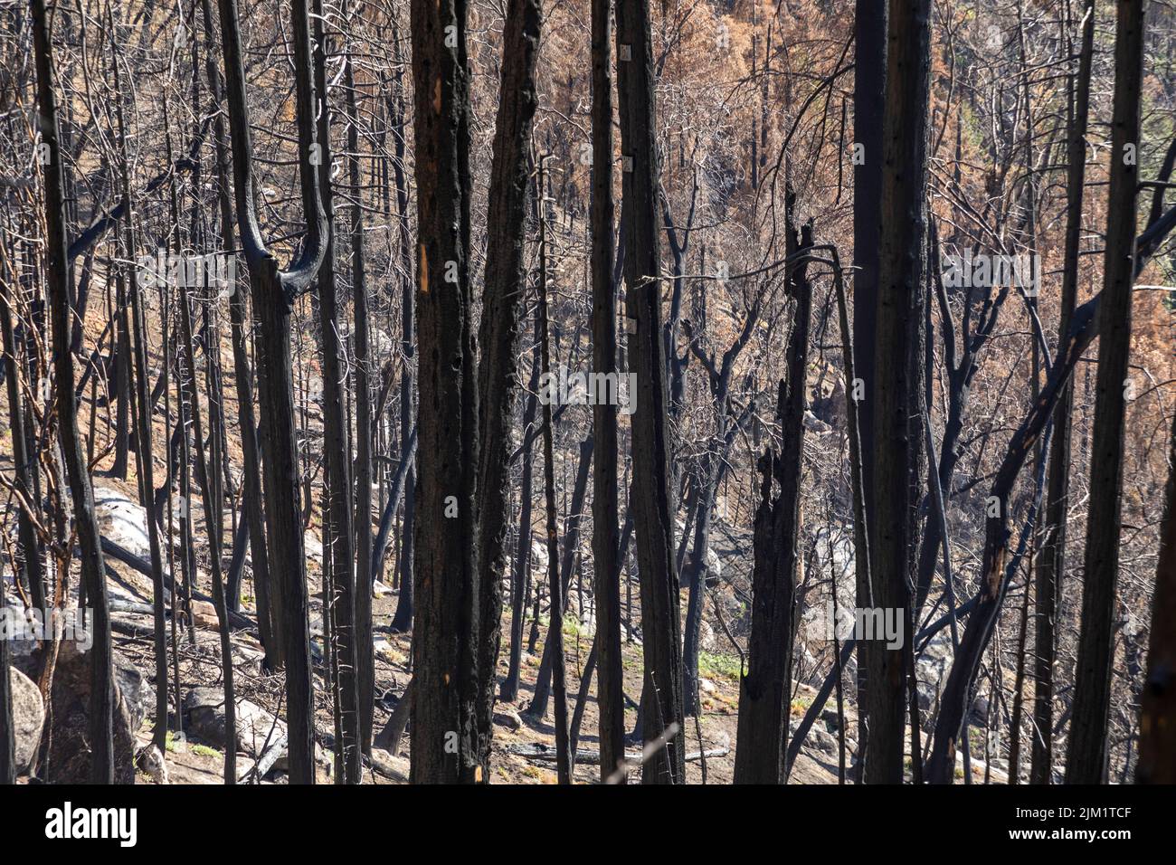 Burned trees sequoia national park hi-res stock photography and images ...