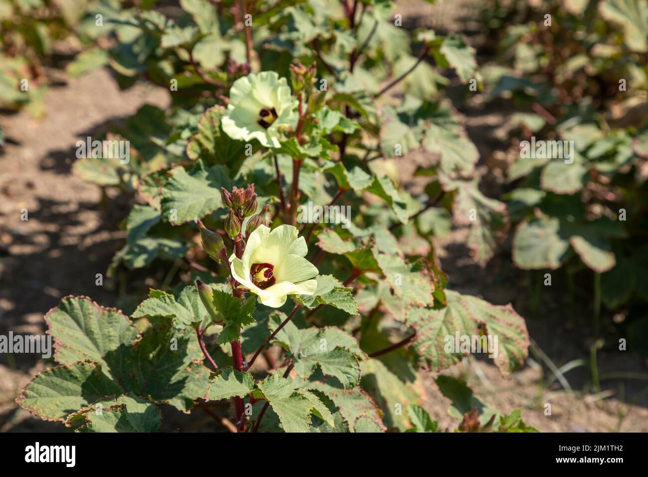 Ocra pod hi-res stock photography and images - Alamy