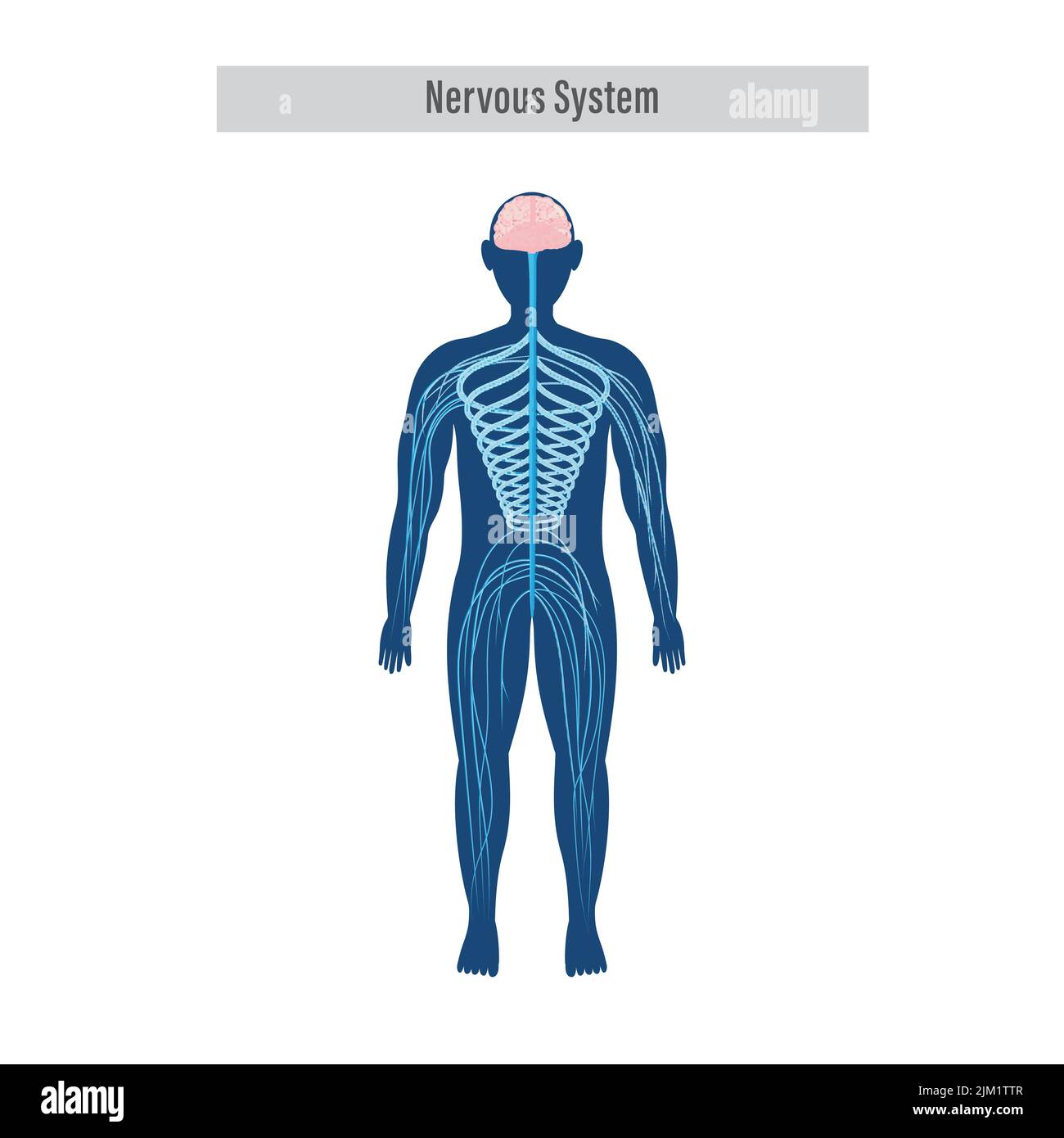 Central nervous system diagram hi-res stock photography and images - Alamy