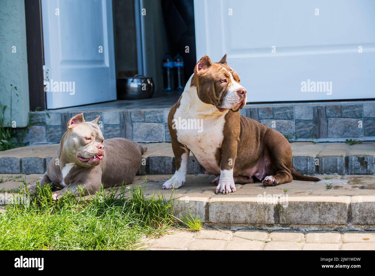 Two American Bully dogs are lying on the doorstep Stock Photo - Alamy
