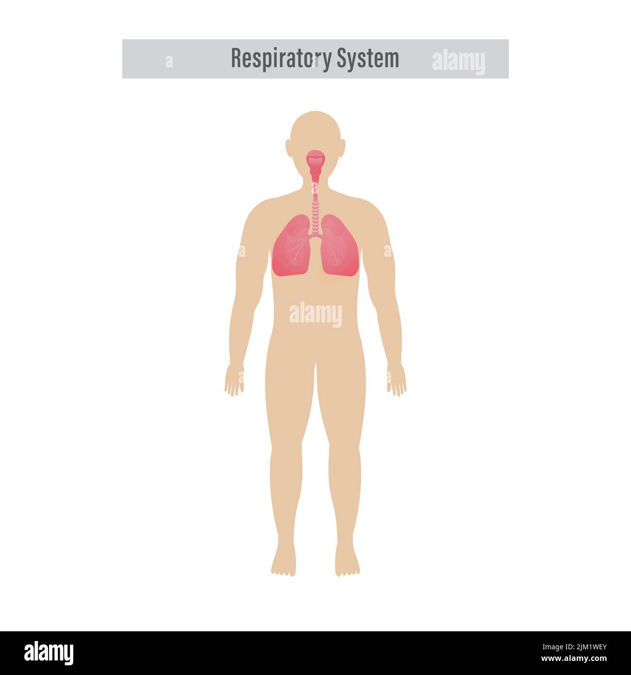 Diagram Of Respiratory System With Lungs, Inside Gas Exchange On White ...