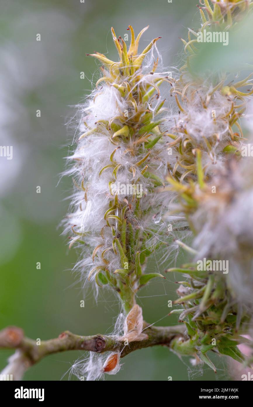 Fruit of Salix caprea Stock Photo - Alamy